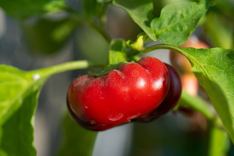 Growing Bush of Ornamental Red Pepper Stock Photo - Image of growing ...