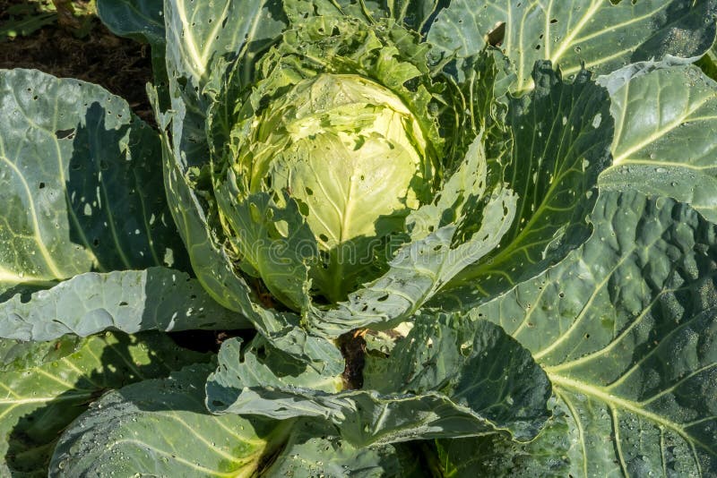 Growing cabage head stock photo. Image of growing, nature - 258506106