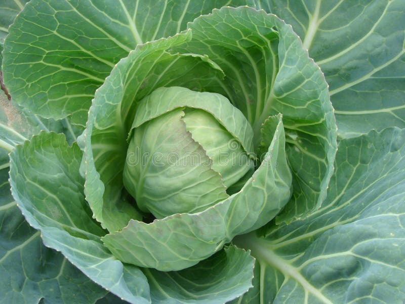Cabbage stock photo. Image of organic, healthy, cabbage - 2010282