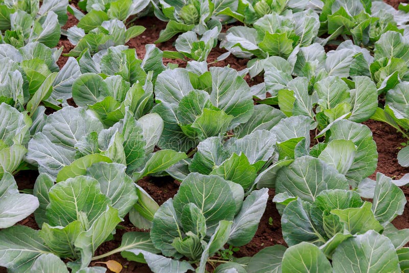 Growing Cabbage in Early Spring at Home Stock Image - Image of ...