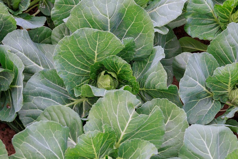 Growing Cabbage in Early Spring at Home Stock Photo - Image of fresh ...