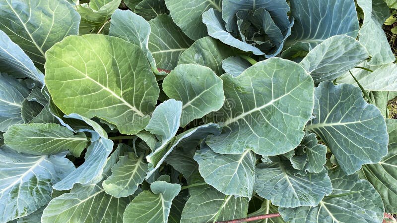 Growing cabbage on a farm stock image. Image of plant - 320655903