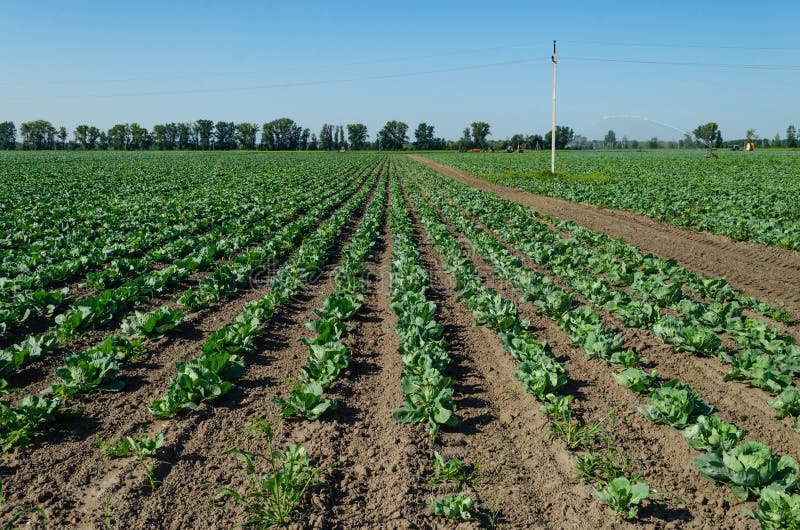 Growing Cabbage in a Farm Field Stock Image - Image of natural ...