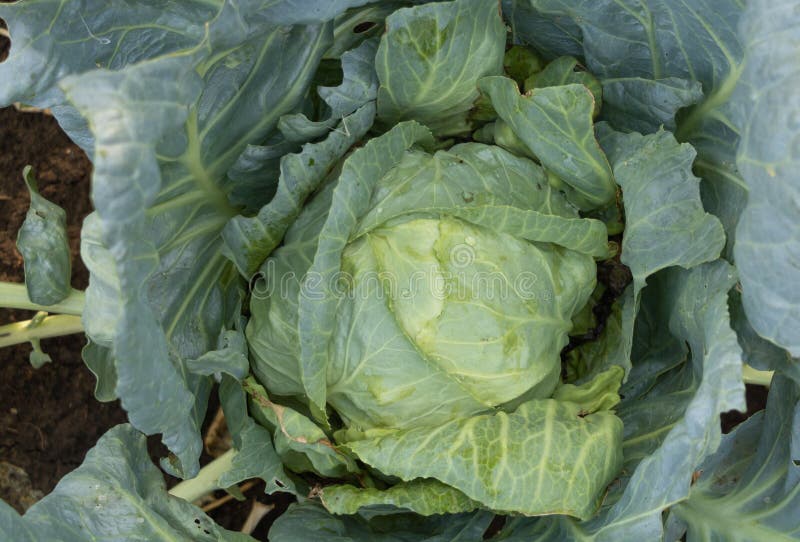 Growing Cabbage in the Garden Natural Product Stock Photo - Image of ...