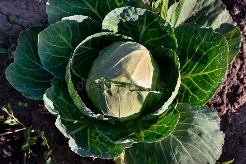 Growing cabbage in ground stock photo. Image of ground - 96829136