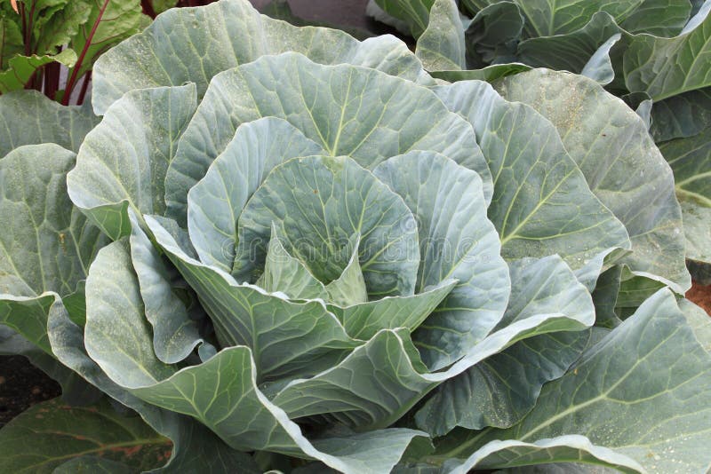 Cabbage stock image. Image of field, grow, farmland, natural - 31374163