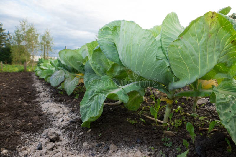 Growing Cabbage Whole Plant on Open Air Garden Bed. Stock Photo - Image ...
