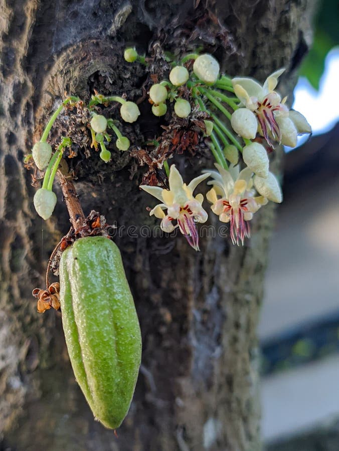 Growing cacao flowers stock image. Image of shrub, sedan - 277718327