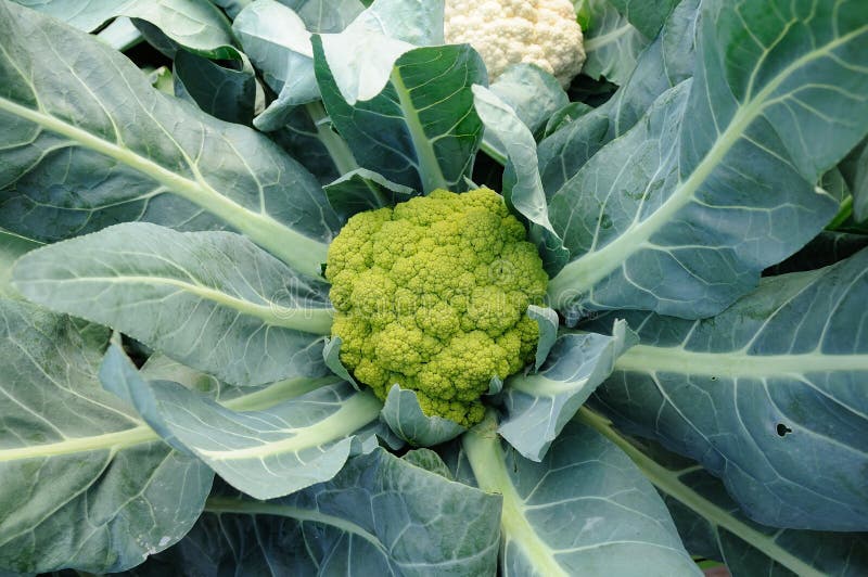 Growing cauliflower plant stock photo. Image of agriculture - 19431476