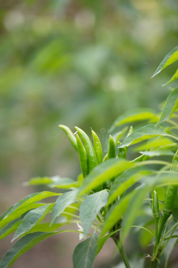 Growing Chaotian Pepper Crop Close-up Stock Photo - Image of taste ...