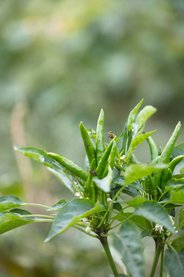 Growing Chaotian Pepper Crop Close-up Stock Image - Image of tender ...