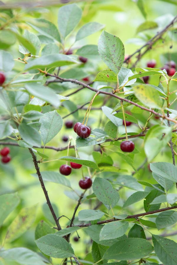 Growing cherry stock image. Image of cherries, countryside - 191906499