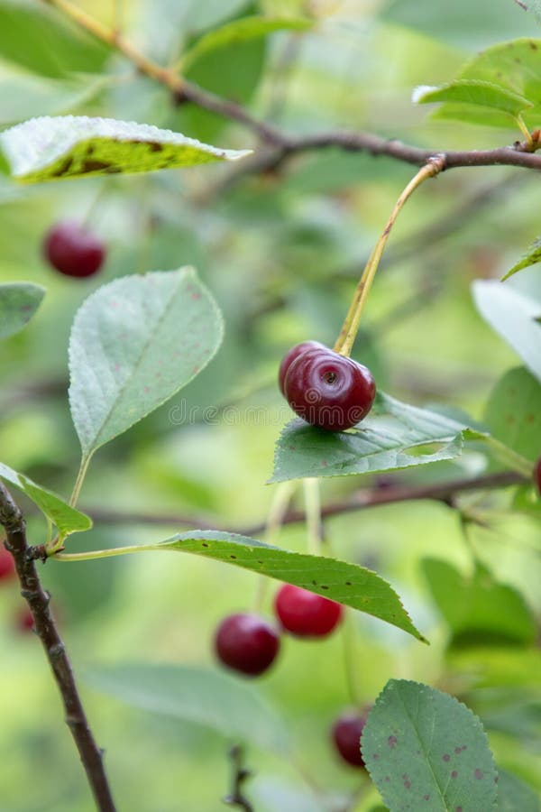 Growing cherry stock photo. Image of season, life, cherries - 191906550