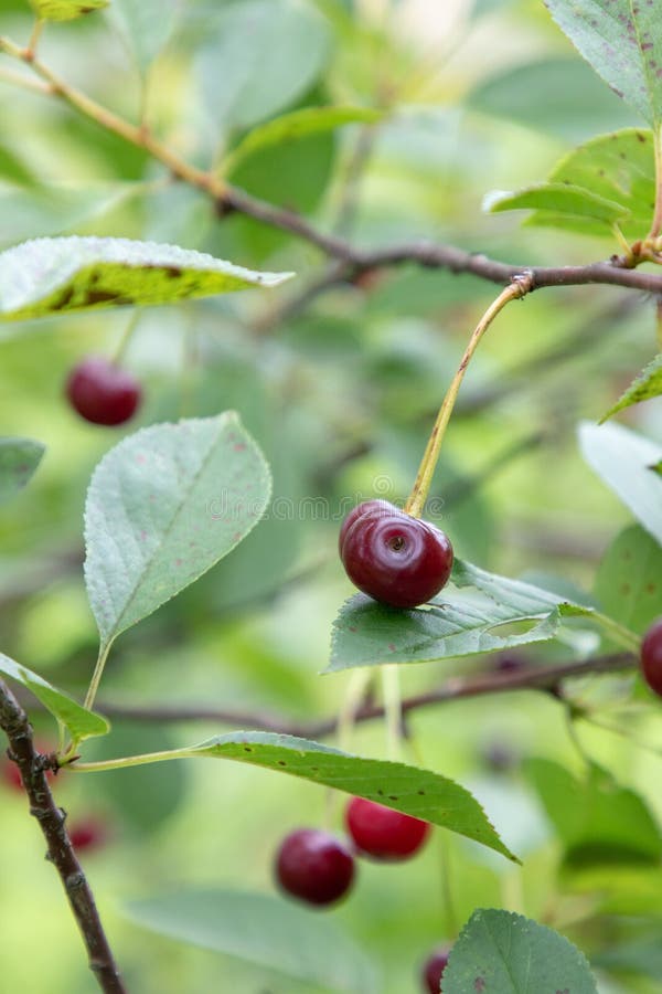 Growing cherry stock photo. Image of green, crop, still - 191906568
