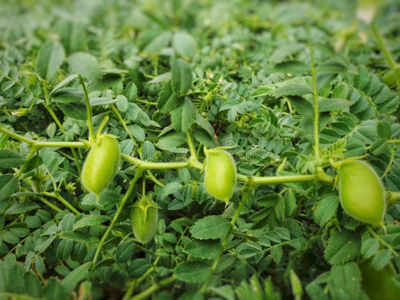 Growing Chickpeas Plant in Farm Stock Image - Image of close, garden ...