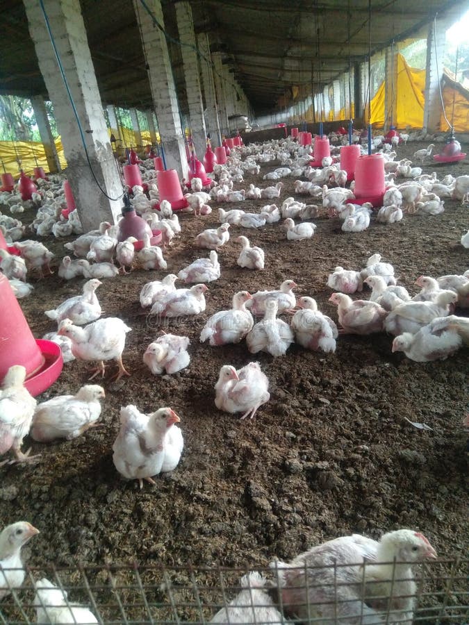 Growing chiks stock image. Image of chiks, chicks, growing - 191612323