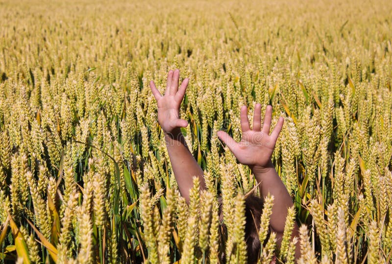 Growing a child stock image. Image of hands, child, corn - 43011053