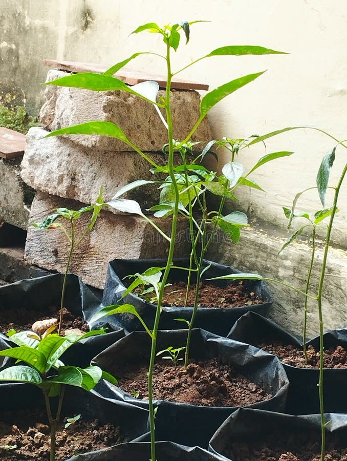 Growing chili tree stock image. Image of green, food - 261657967