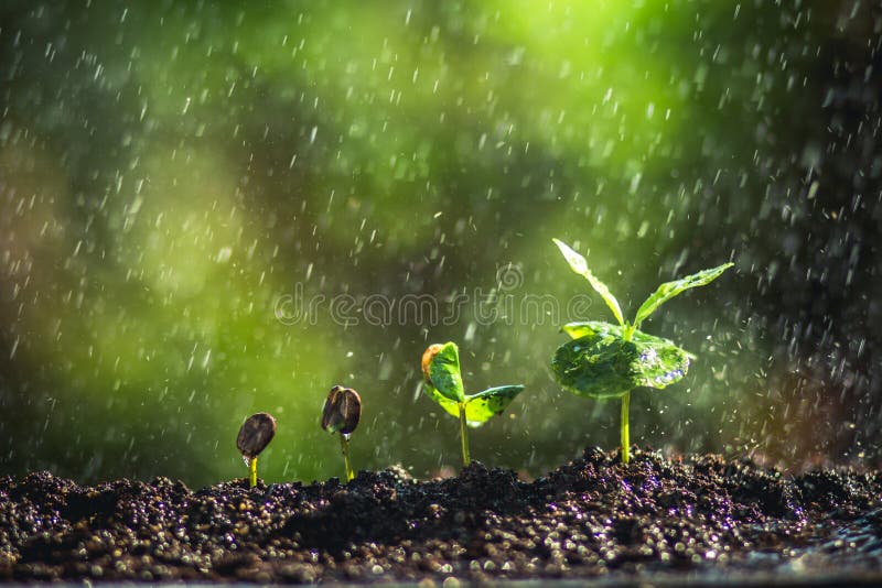 Growing Coffee Beans Watering Sapling Natural Light Stock Image - Image ...