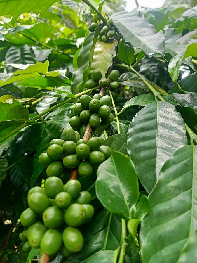 Growing Coffee in the Garden Stock Photo - Image of fruit, indonesia ...
