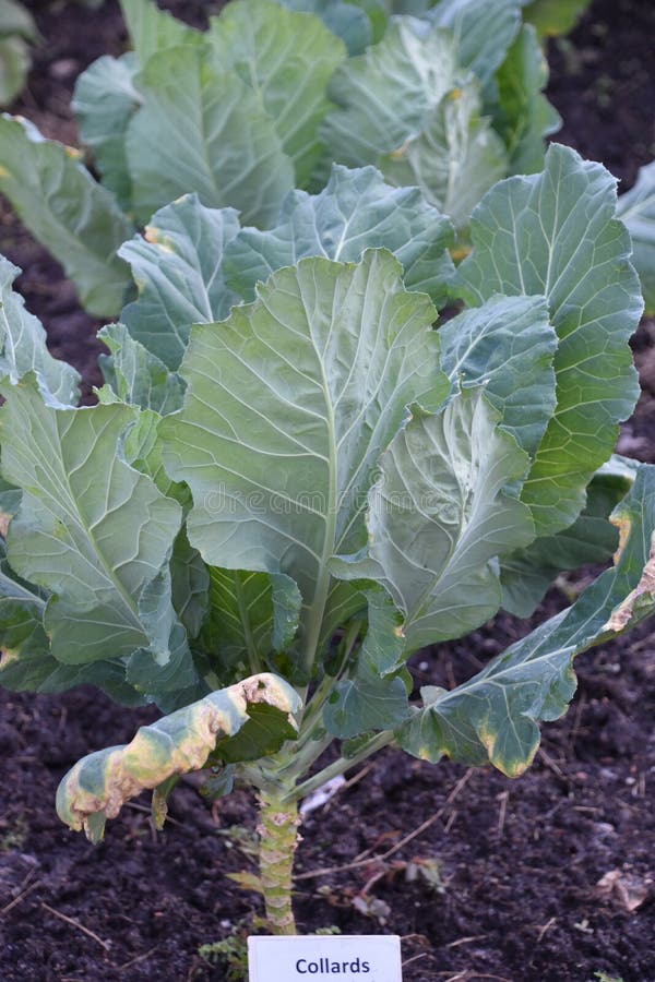 Collard Patch Stock Photos - Free & Royalty-Free Stock Photos from ...