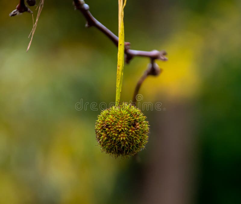 Growing a conker stock image. Image of hippocastanum - 174187061