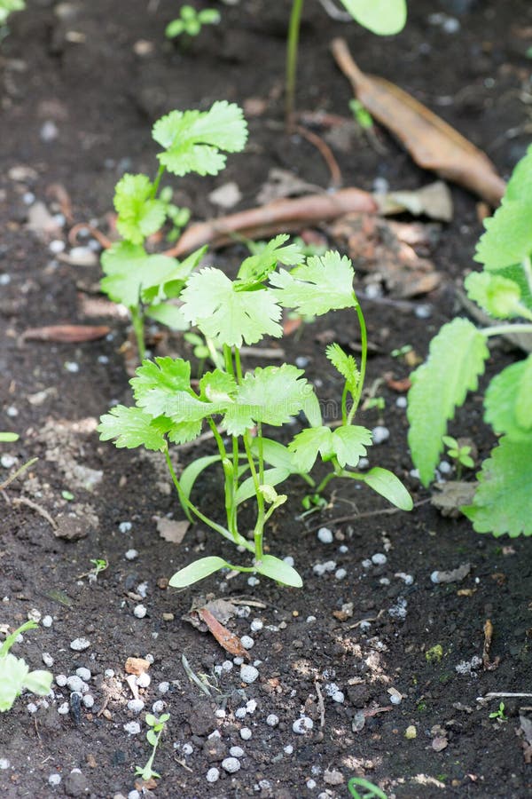 Growing Coriander Also Known As Cilantro Stock Image - Image of plant ...