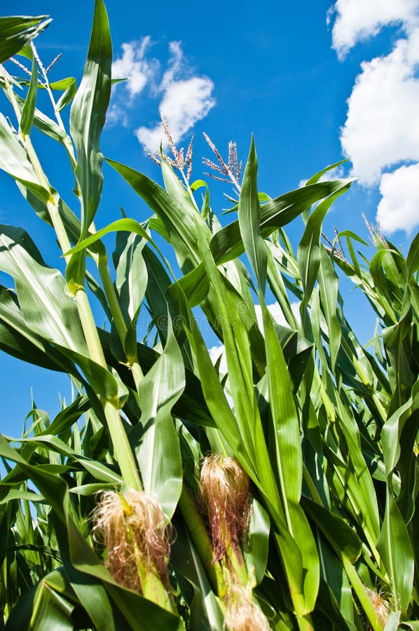 Corn Row on Amish Midwest Farm Stock Image - Image of growing, corn ...