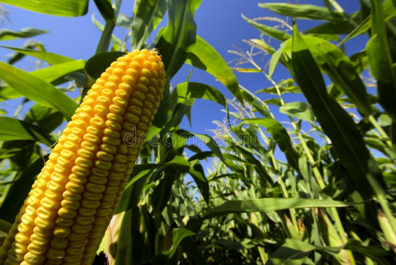 Growing Corn stock image. Image of harvest, field, closeup - 29167273
