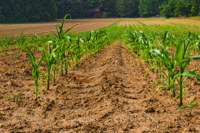 Corn sprouting at a farm stock photo. Image of organic - 62518550