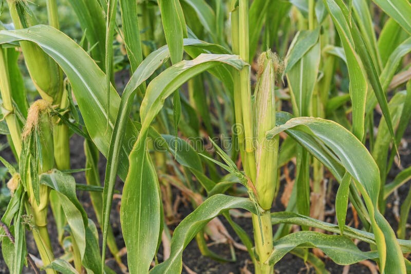 Corn Plants with Tall Mature Stems. Growing Corn in an Agricultural ...