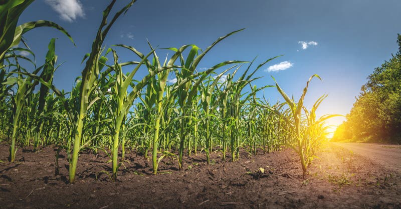 Growing Corn on Agricultural Land. Stock Image - Image of field, farm ...