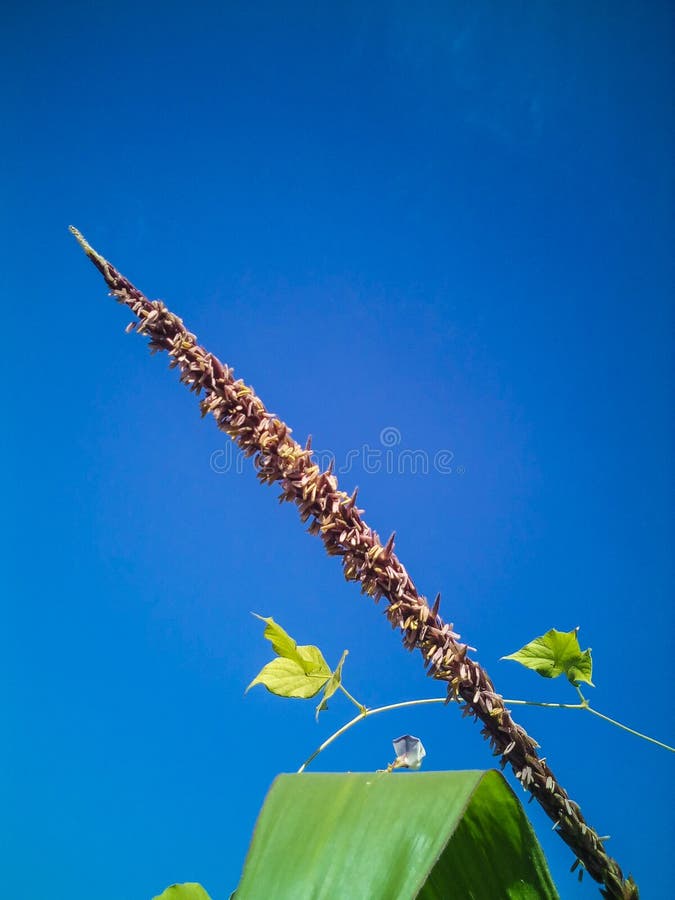 Growing Corn stock photo. Image of soil, rural, green - 7442522