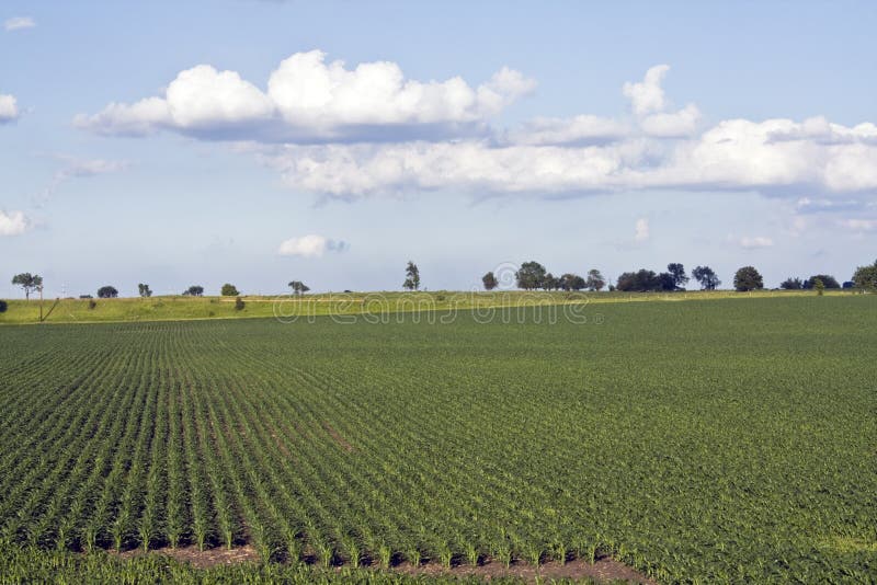 Metal Silos in a Corn Field Stock Photo - Image of store, agriculture ...