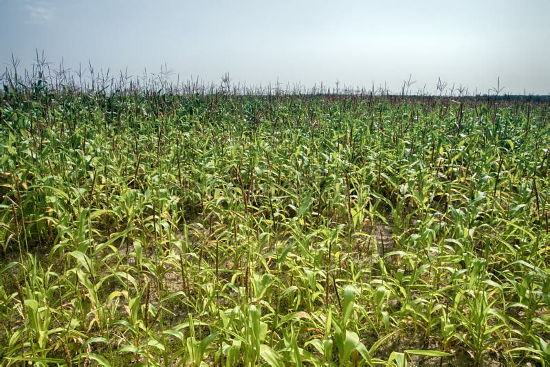 Growing Corn for Green Fodder (silage Stock Image - Image of ...