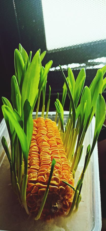 Growing corn at home stock image. Image of grass, green - 206257175