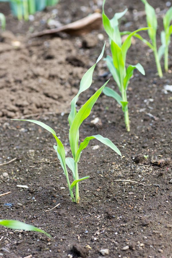 Growing corn stock photo. Image of nature, agriculture - 95623202