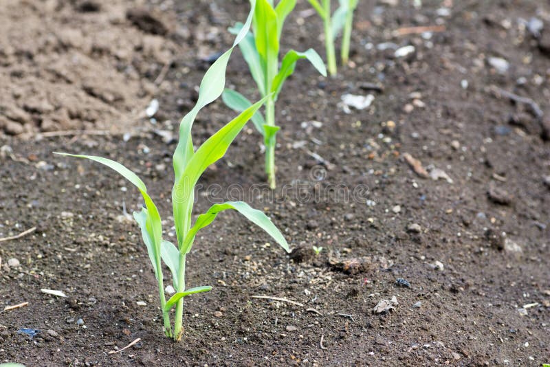 Growing corn stock image. Image of nature, plant, garden - 95623211