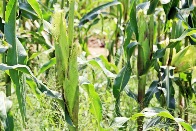 Growing corn stock photo. Image of outdoor, corn, landscape - 196579180