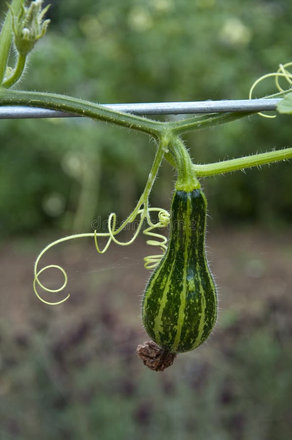 Courgette stock image. Image of nutritious, squash, gourd - 20456293