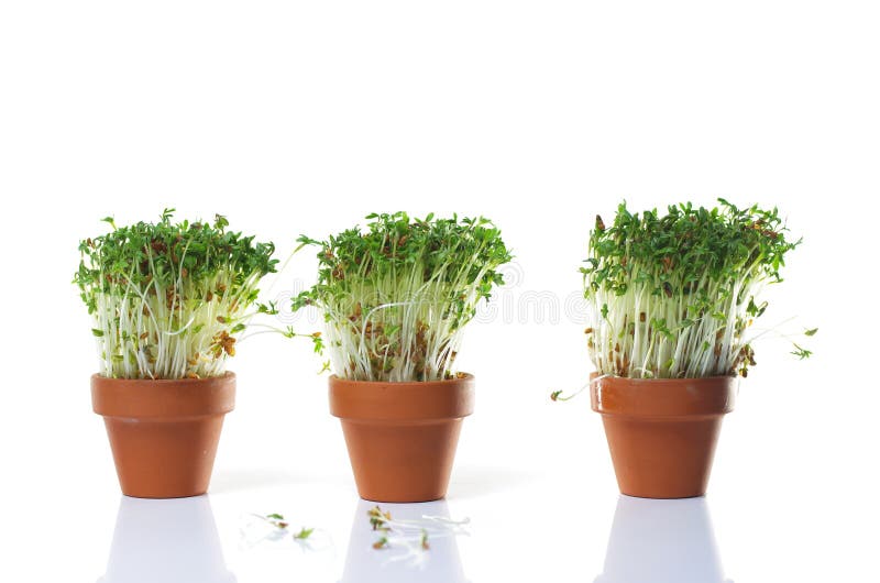 665 Cress Pot Photos - Free & Royalty-Free Stock Photos from Dreamstime