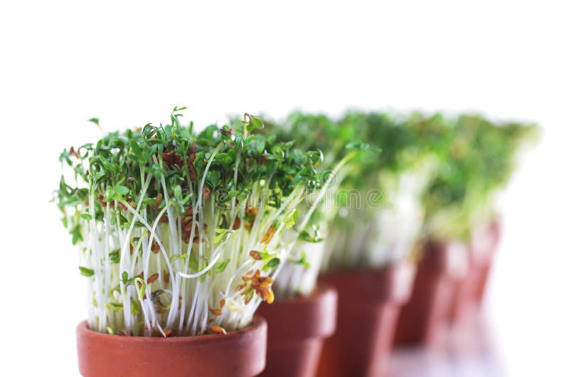 Growing cress stock photo. Image of vibrant, cuckoo, easter - 80733870