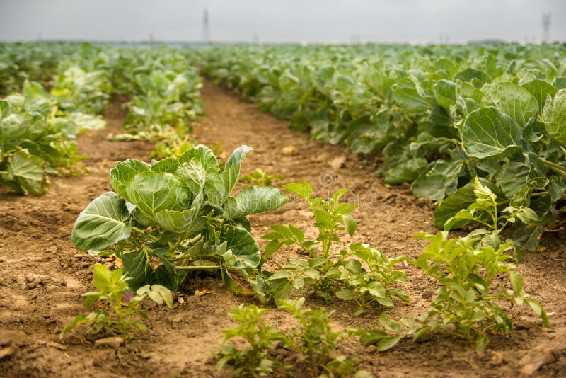 Growing Crops stock photo. Image of growth, freshness - 116937090