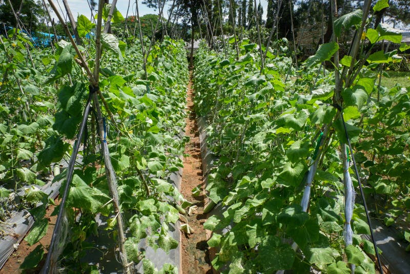 Garden cucumber stock image. Image of vegetable, production - 46746277