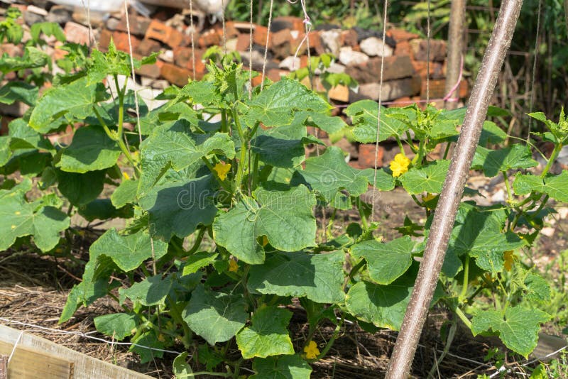Stems of Cucumbers in the Garden Stock Photo - Image of sprout, healthy ...