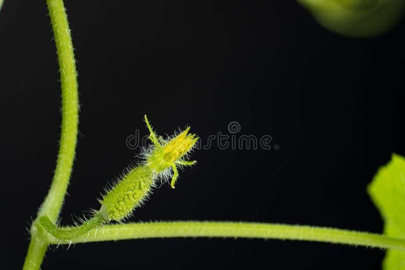 Growing Cucumbers from Seeds. Step 8 - the First Little Cucumber Stock ...