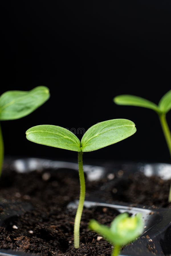 Growing Cucumbers from Seeds. Step 4 - First Sprouts Stock Image ...