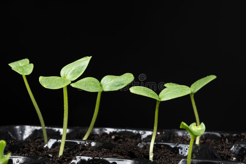 Growing Cucumbers from Seeds. Step 4 - First Sprouts Stock Photo ...