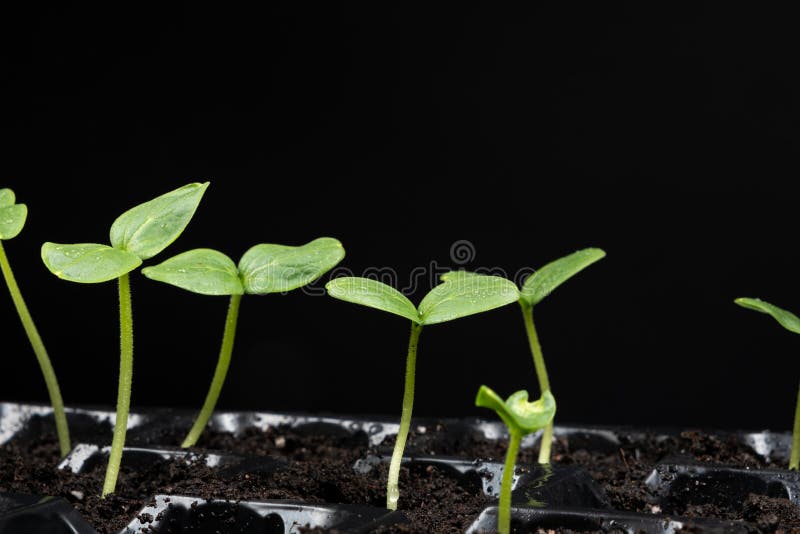 Growing Cucumbers from Seeds. Step 4 - First Sprouts Stock Photo ...