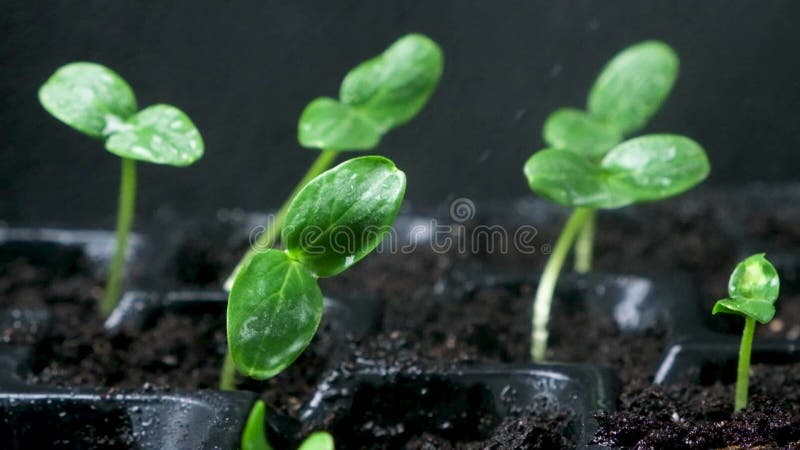 Growing Cucumbers from Seeds. Step 4 - Watering the Sprouts. Stock ...